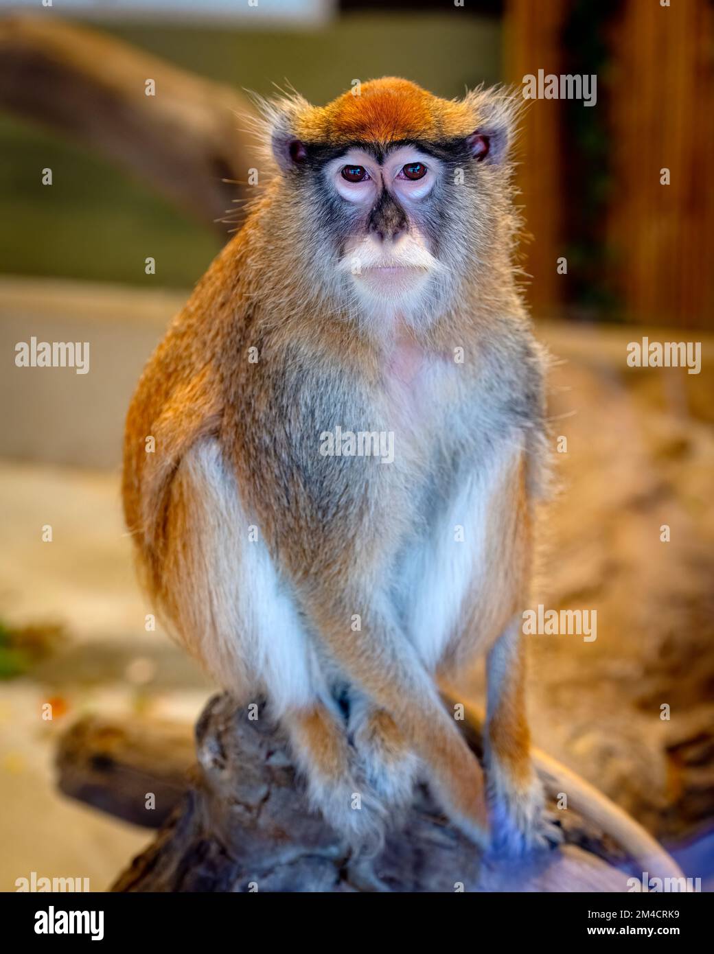 Closeup of a monkey with reddish fur posing Stock Photo - Alamy