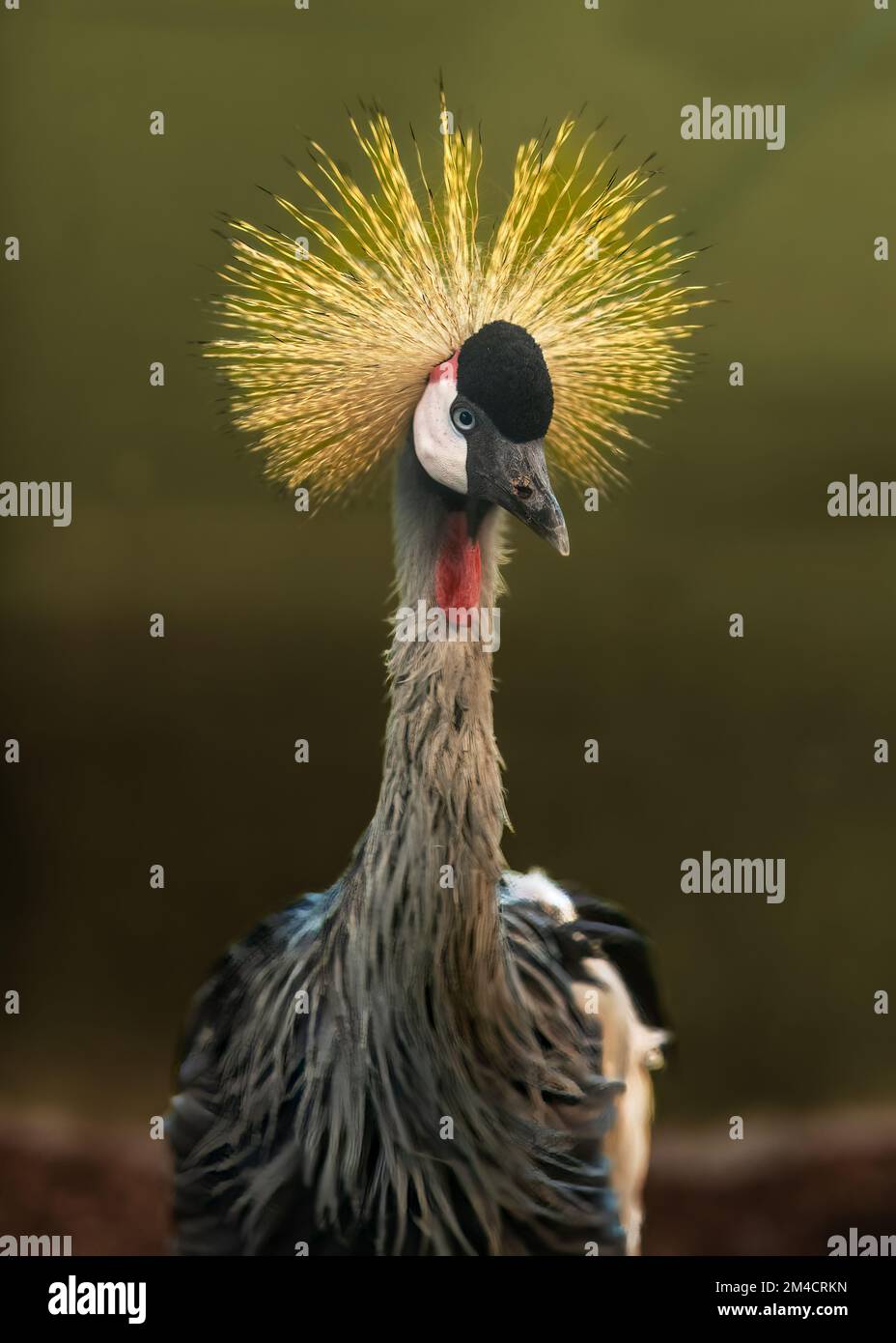 African bird at a local Zoo with head plumage Stock Photo - Alamy