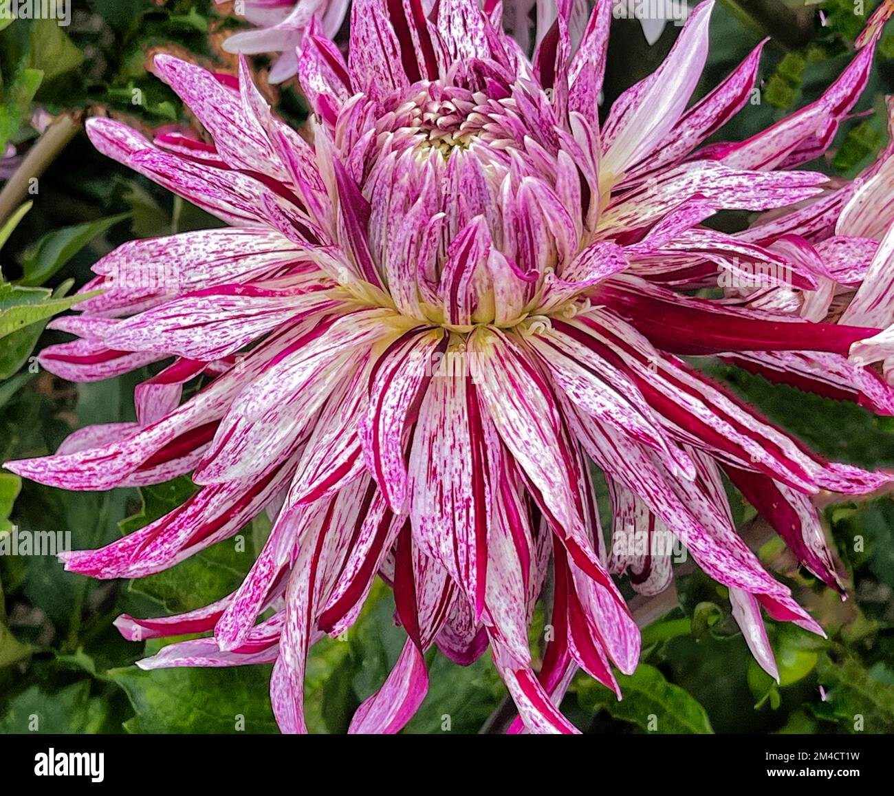 Striped Cactus Dahlia Stock Photo - Alamy