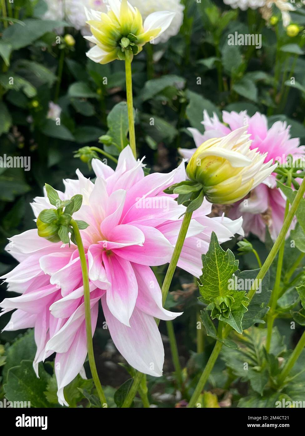 England flower dahlia uk hi-res stock photography and images - Alamy