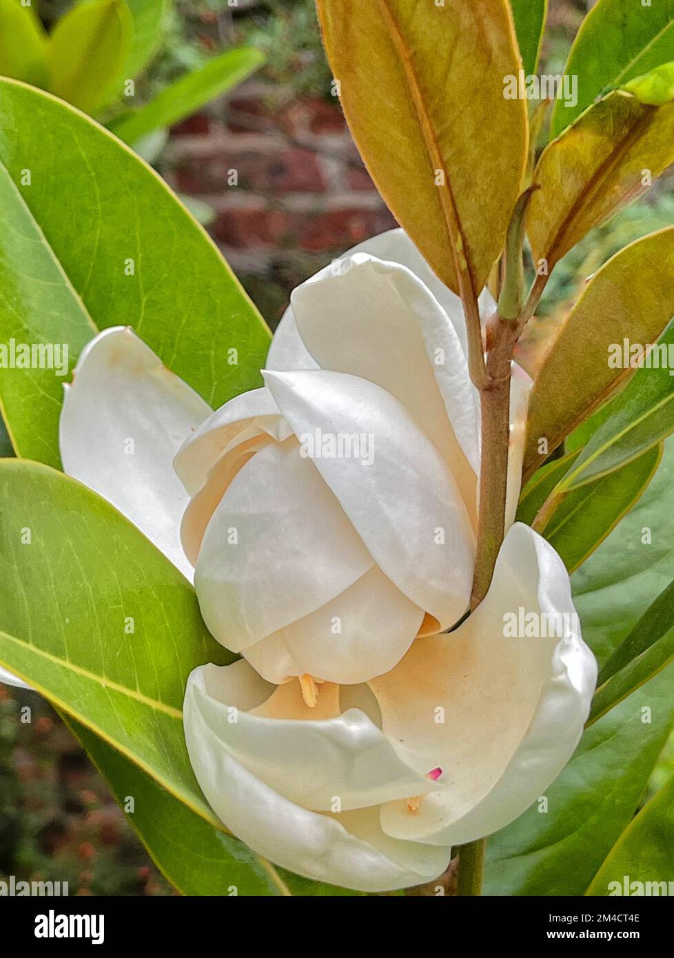 Magnolia grandiflora uk hi-res stock photography and images - Alamy