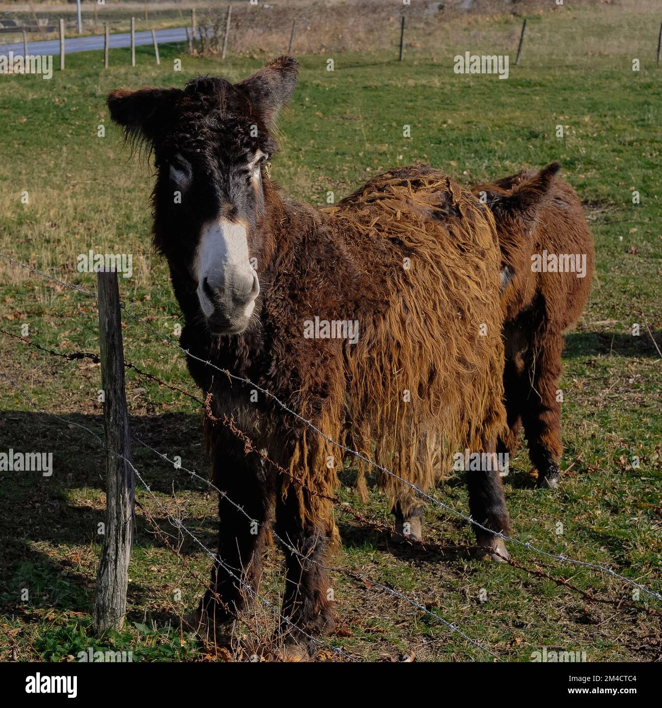 Matted ‘donkey dreadlocks’ hang from a rare mare, a Baudet de Poitou or ...