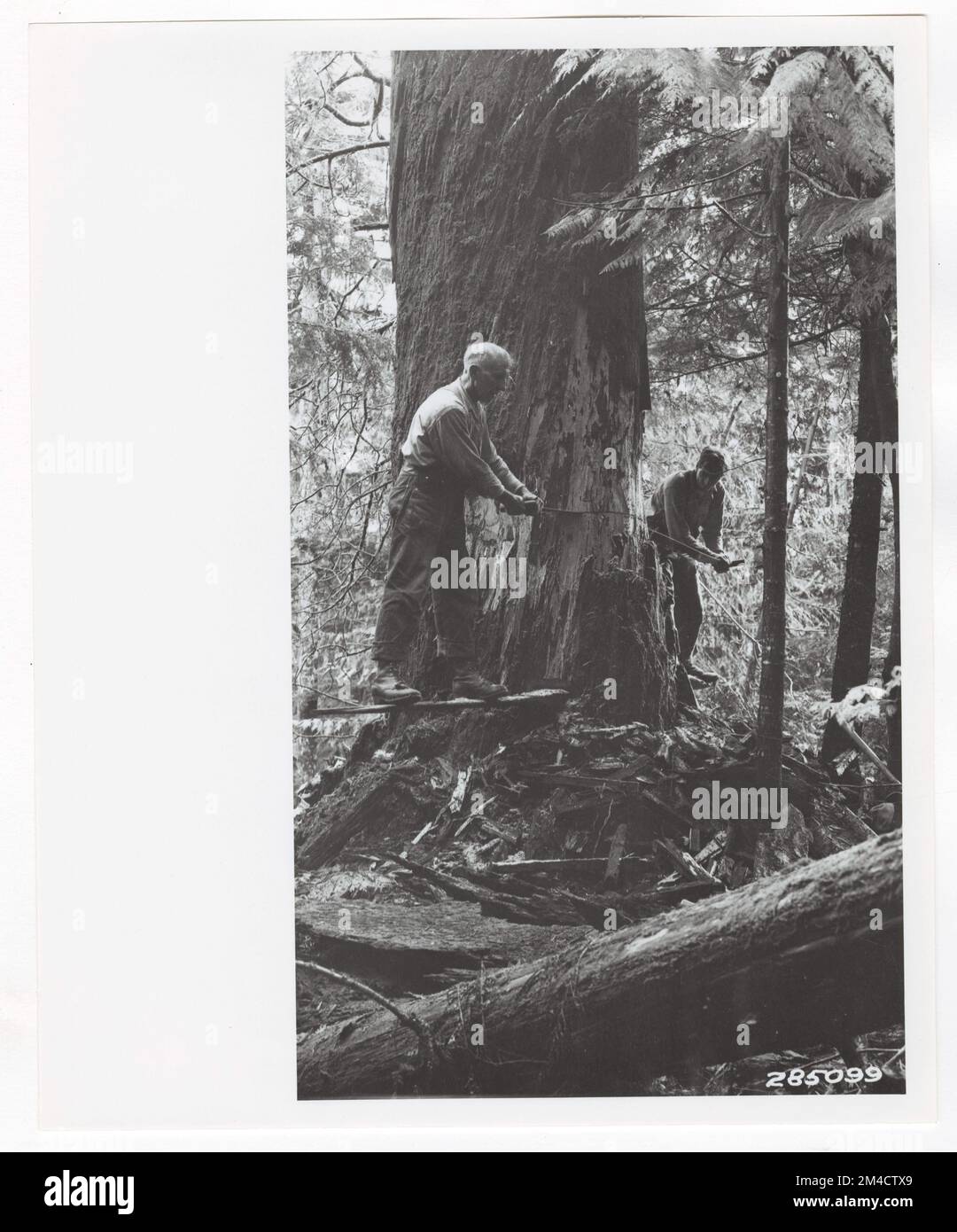 Snag Removal - All States. Photographs Relating to National Forests ...