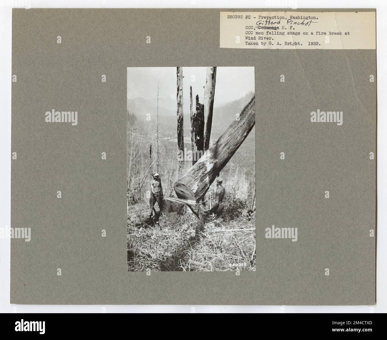 Snag Removal - All States. Photographs Relating to National Forests ...