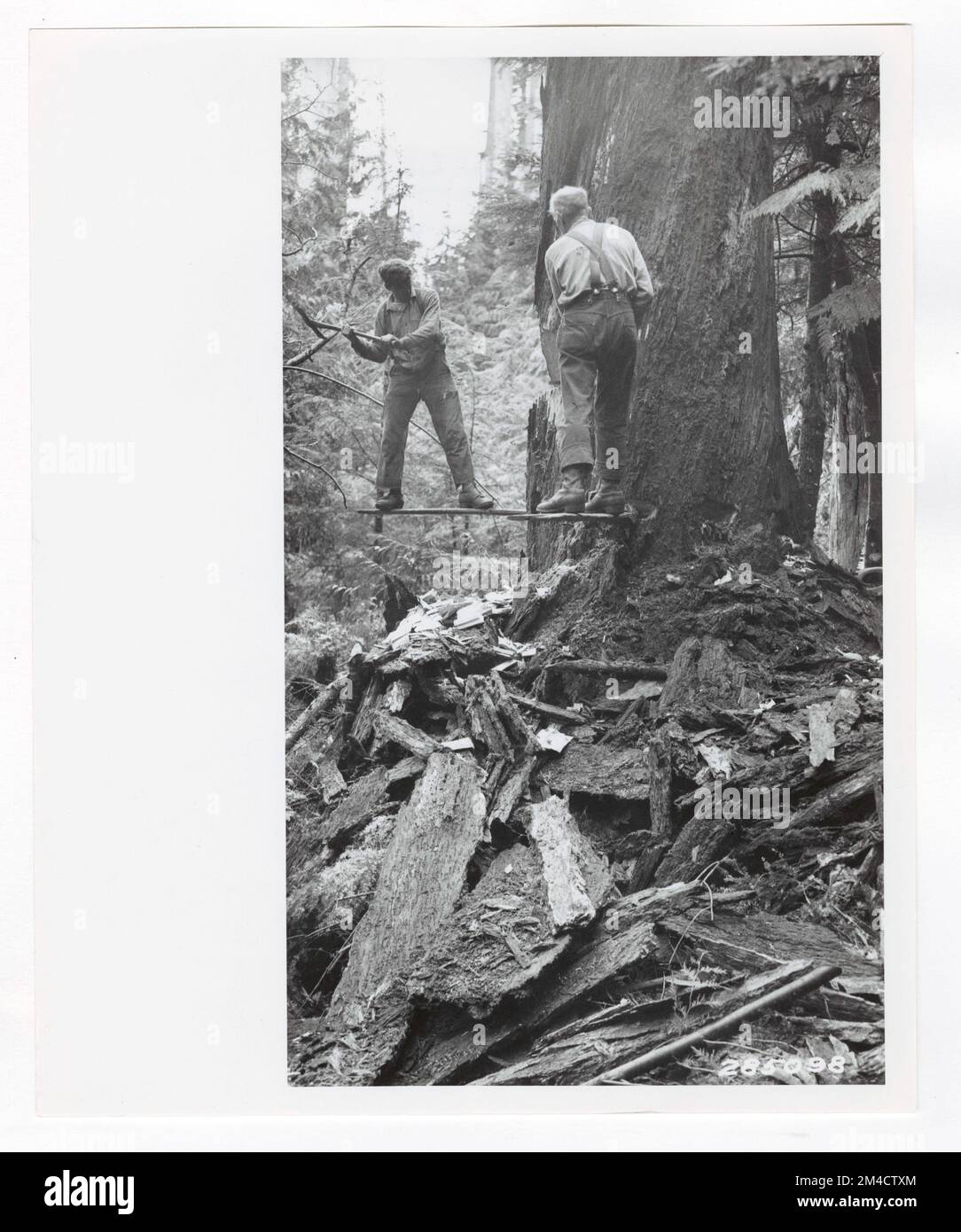 Snag Removal - All States. Photographs Relating to National Forests ...