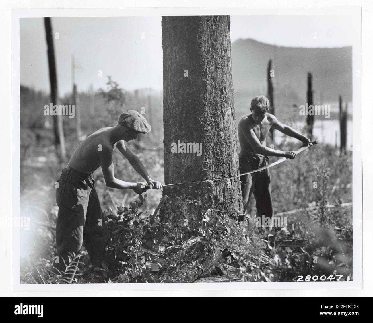 Snag Removal - All States. Photographs Relating to National Forests ...
