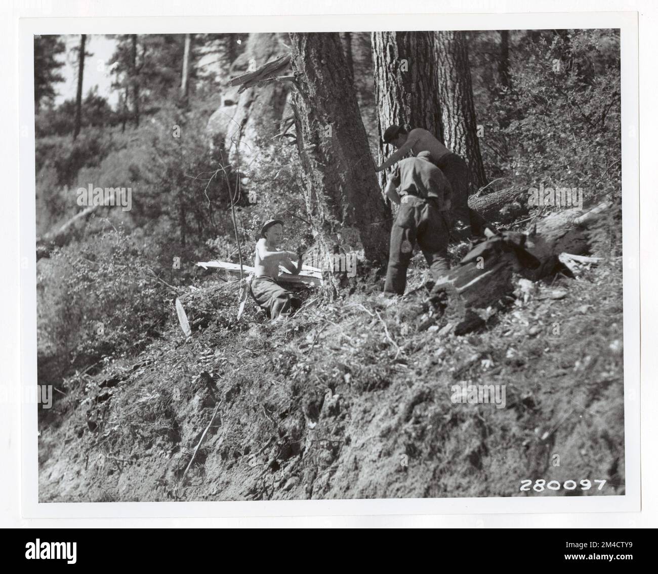 Snag Removal - All States. Photographs Relating to National Forests ...