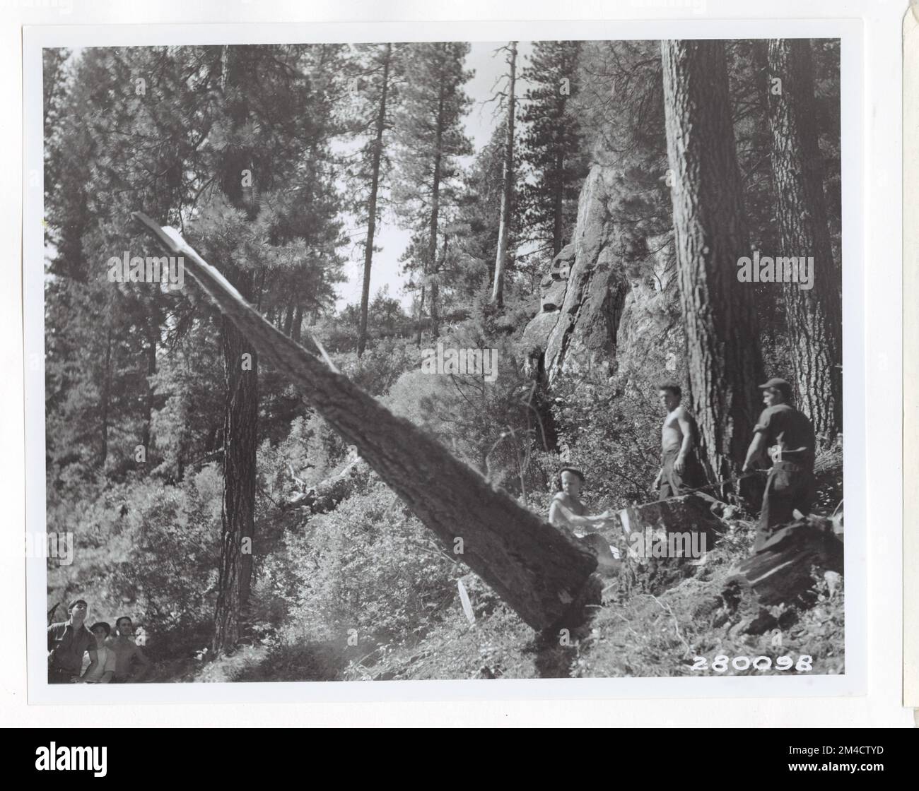Snag Removal - All States. Photographs Relating to National Forests ...
