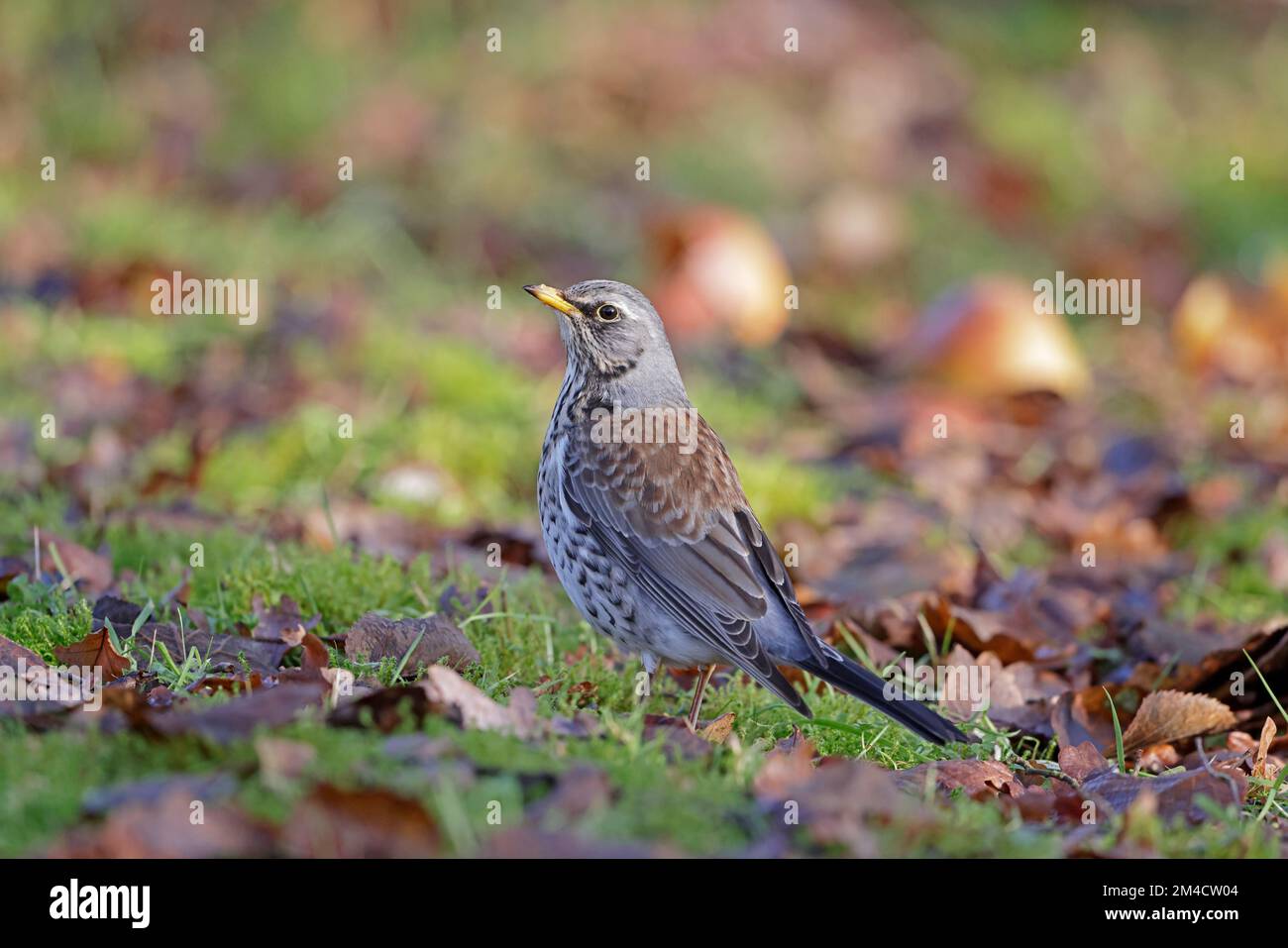 Fieldfare eating apples in the Forest of Dean Gloucestershire UK Stock ...