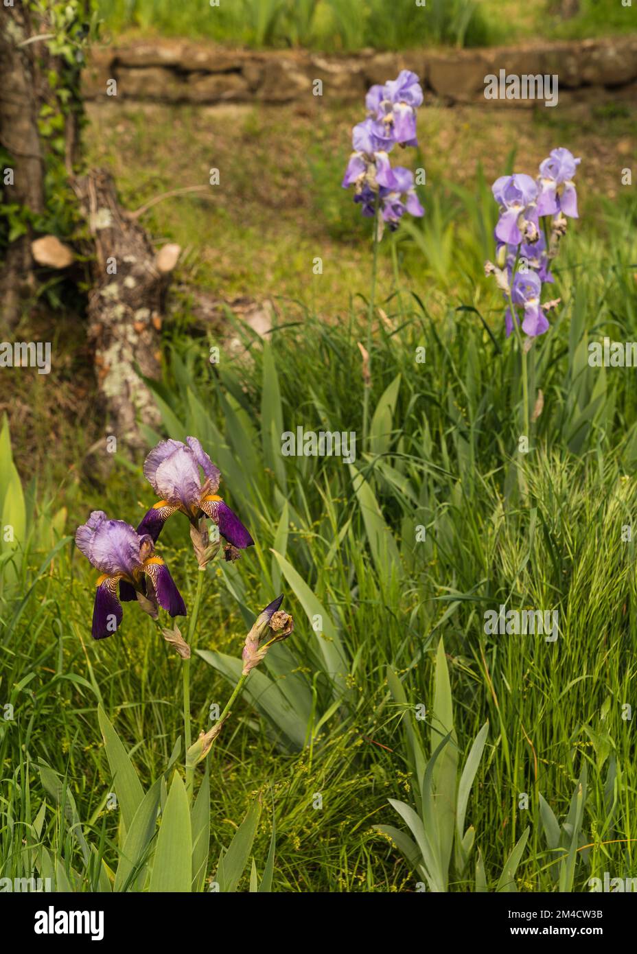 Closeup detail photograph of beautiful iris (irises) in garden in ...