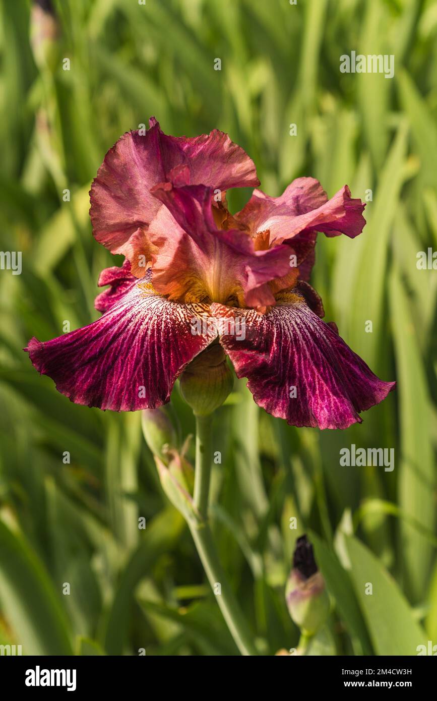 Closeup detail photograph of beautiful iris (irises) in garden in ...