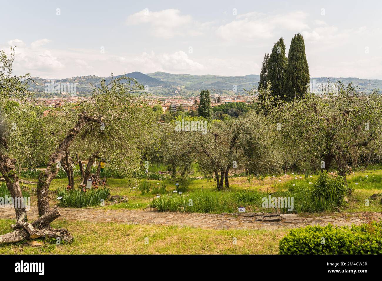 Detail of a beautiful garden in Florence, Italy, Tuscany with green ...