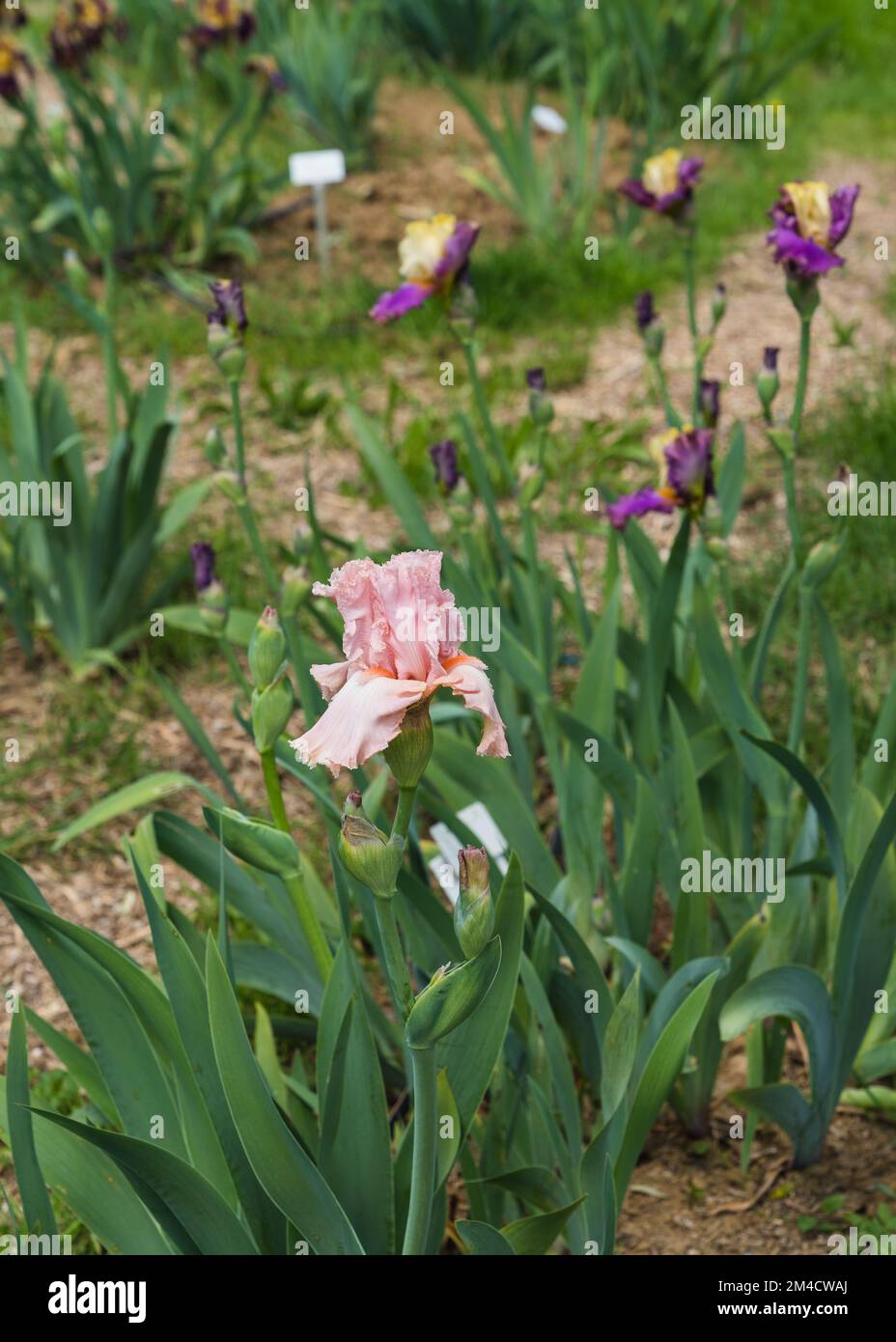 Closeup detail photograph of beautiful iris (irises) in garden in ...