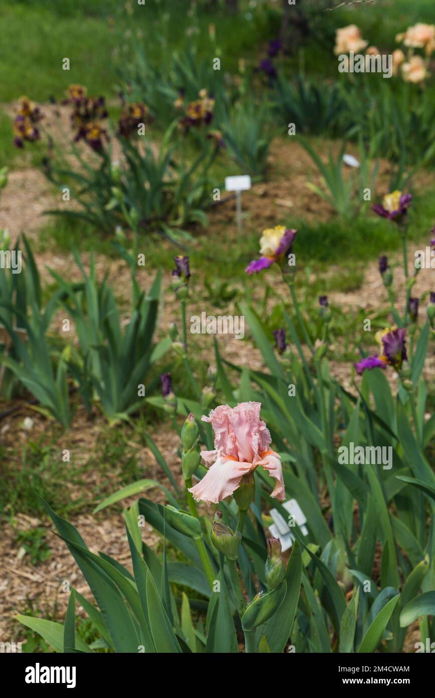 Closeup detail photograph of beautiful iris (irises) in garden in ...