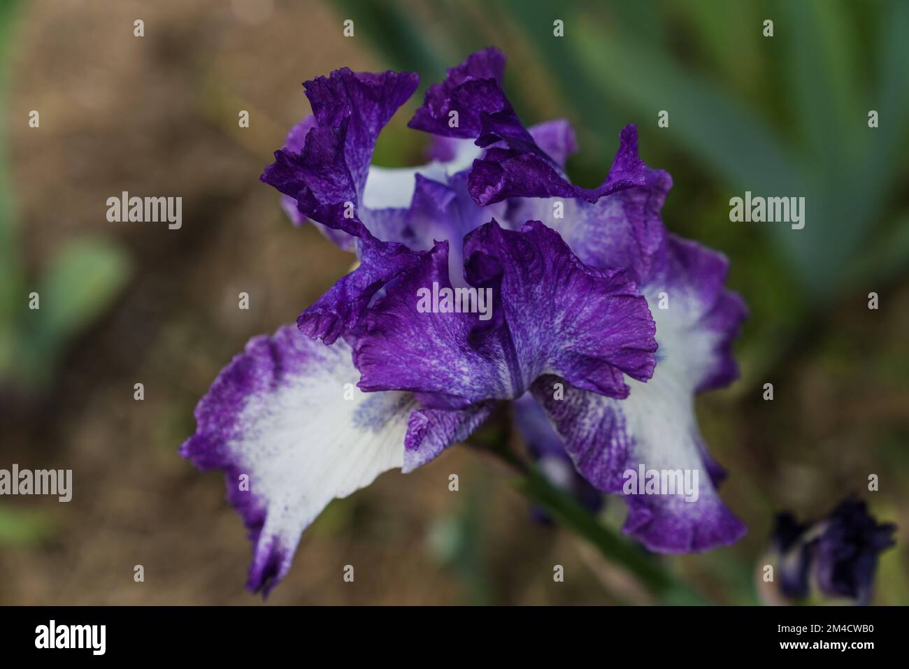 Closeup detail photograph of beautiful iris (irises) in garden in ...