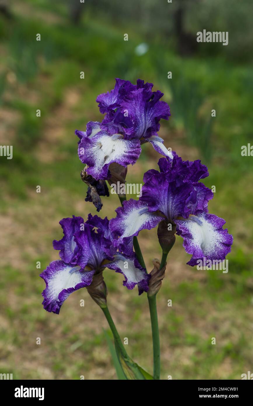 Closeup detail photograph of beautiful iris (irises) in garden in ...