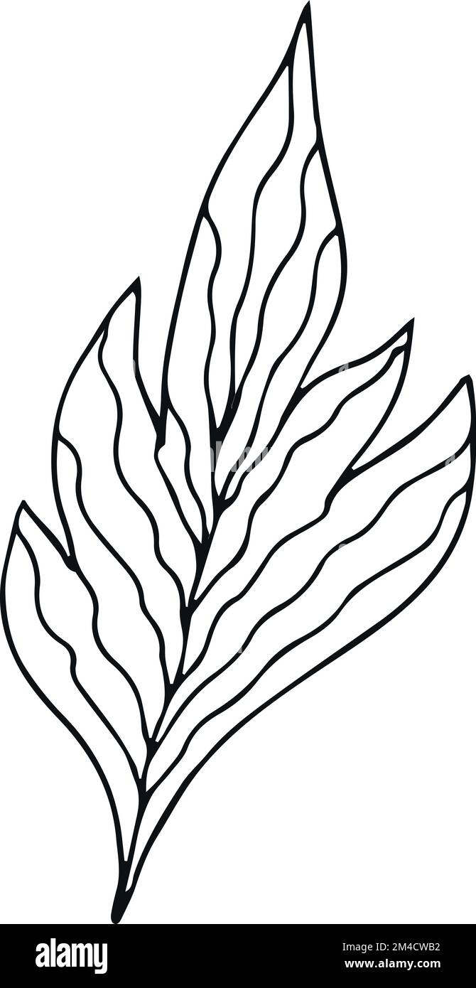Hand drawn leaf on white background. One line contour floral drawing ...