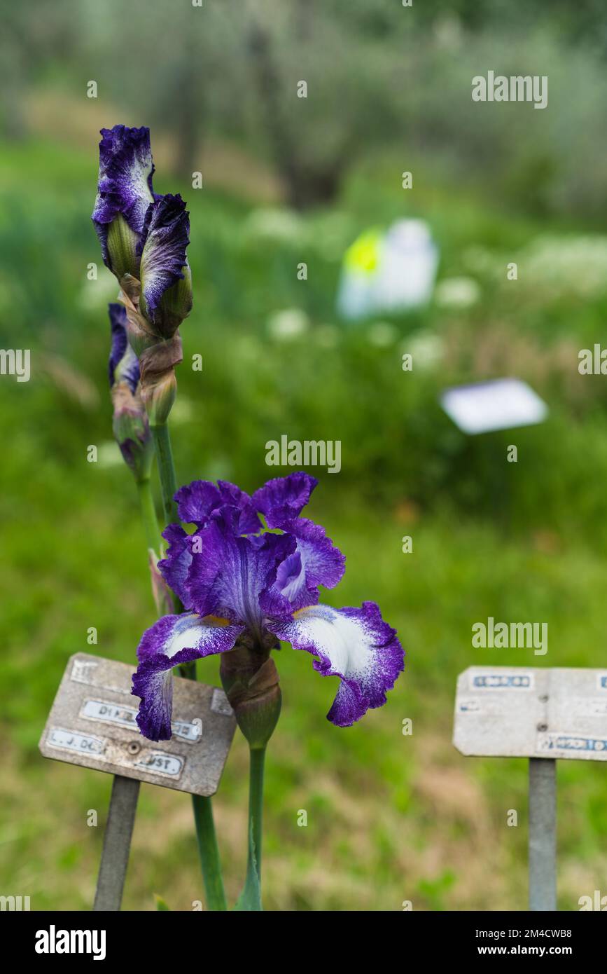 Closeup detail photograph of beautiful iris (irises) in garden in ...