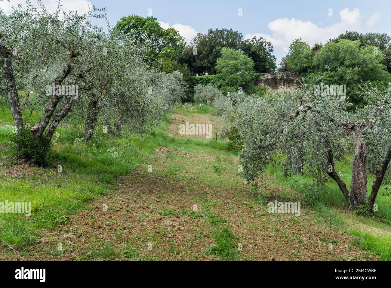 Detail of a beautiful garden in Florence, Italy, Tuscany with green ...