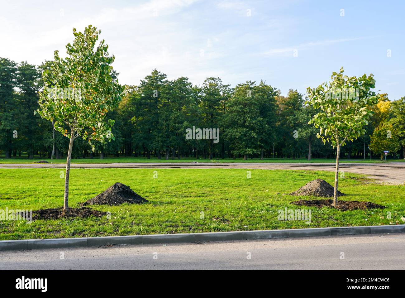 Planting of new trees in the improvement of the surrounding environment ...
