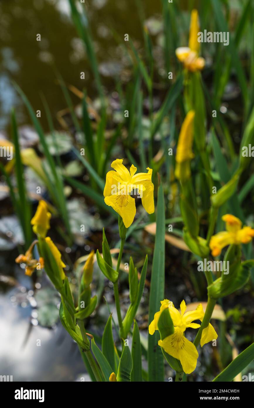 Closeup detail photograph of beautiful iris (irises) in garden in ...