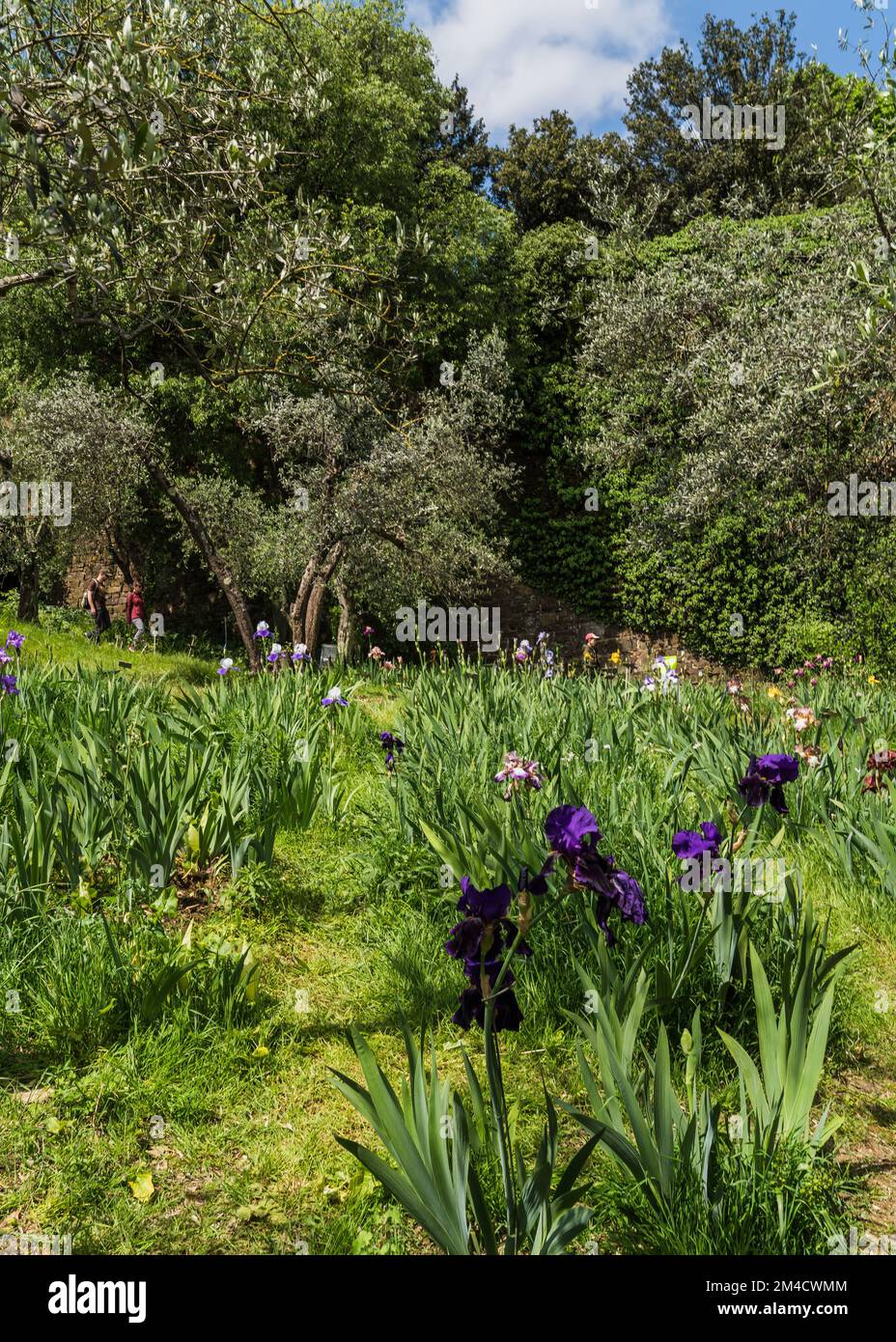 Detail of a beautiful garden in Florence, Italy, Tuscany with green ...