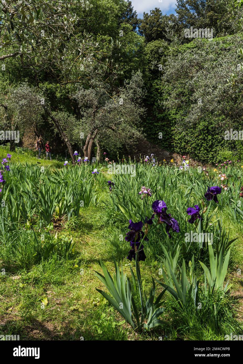 Detail of a beautiful garden in Florence, Italy, Tuscany with green ...