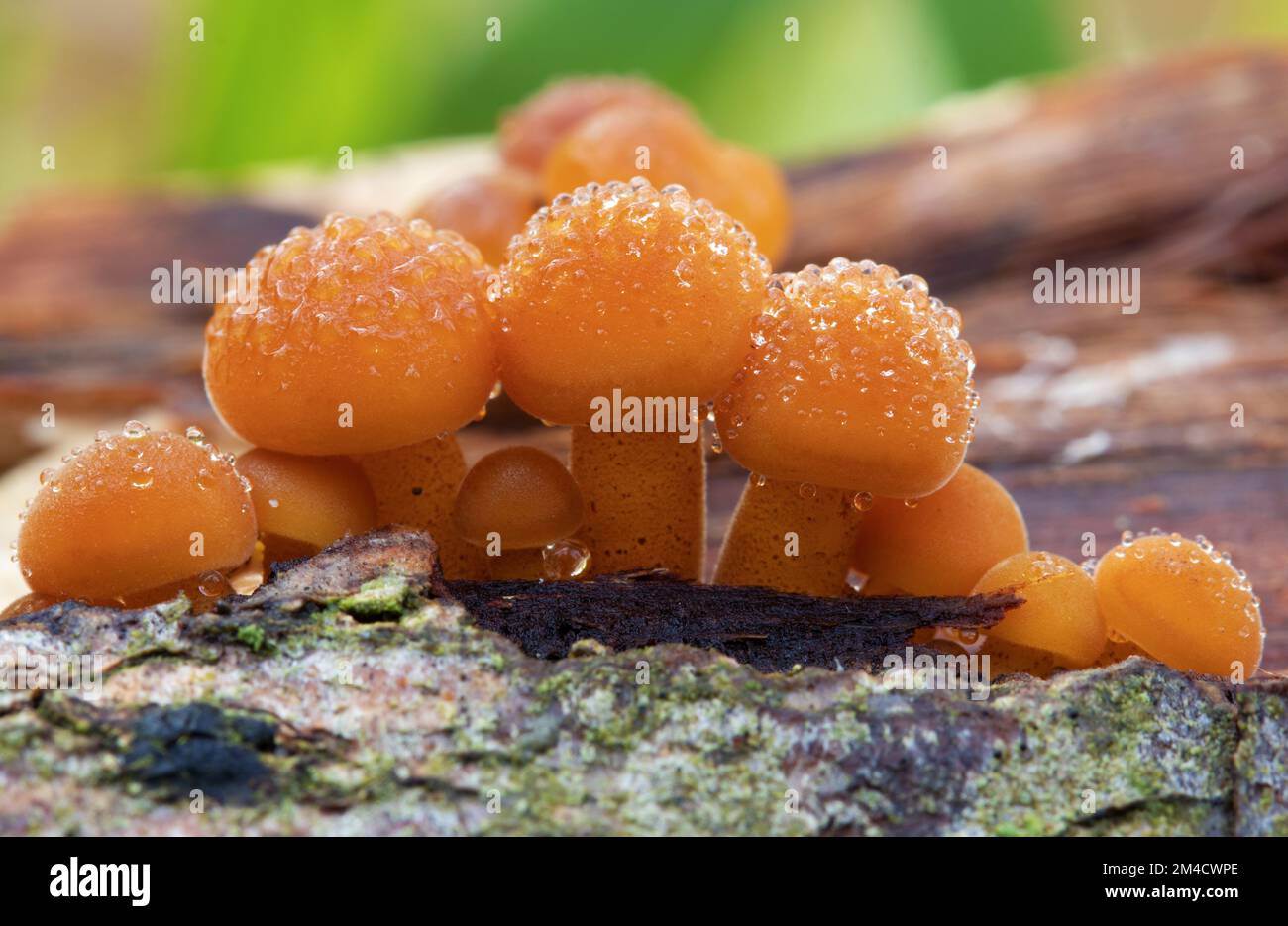 Autumn Enoki Mushrooms Stock Photo - Alamy