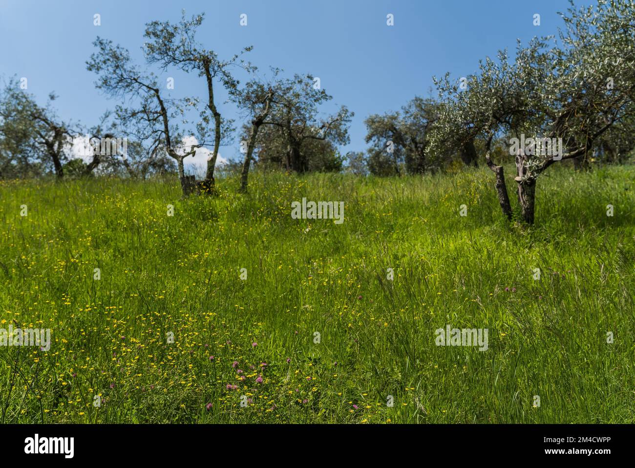 Detail of a beautiful garden in Florence, Italy, Tuscany with green ...