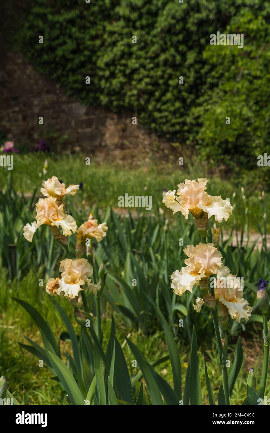 Closeup detail photograph of beautiful iris (irises) in garden in ...