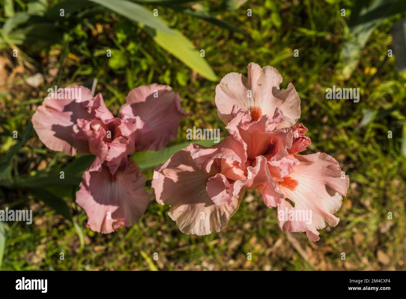 Closeup detail photograph of beautiful iris (irises) in garden in ...