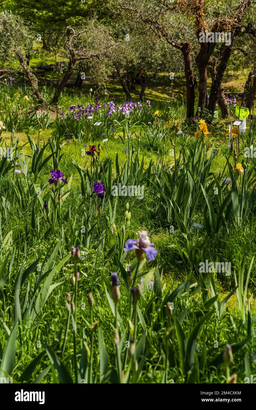 Detail of a beautiful garden in Florence, Italy, Tuscany with green ...