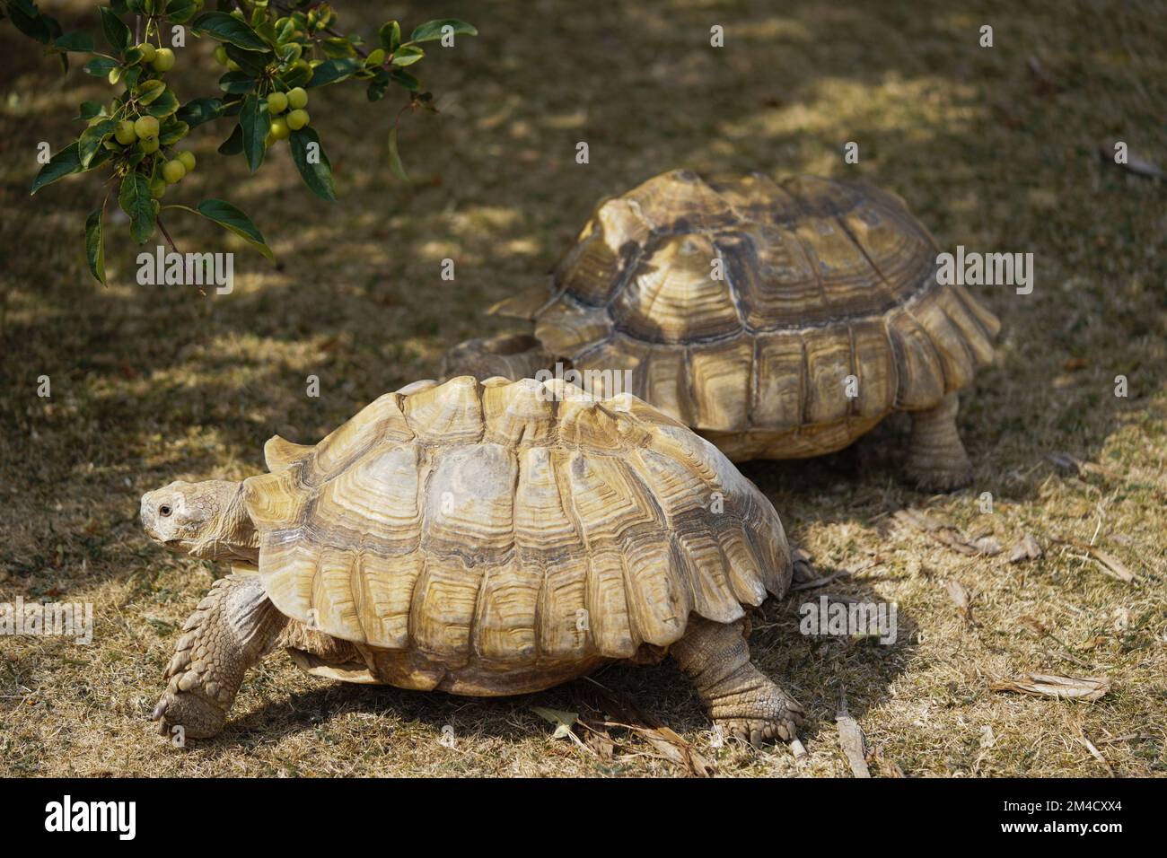 Ancient turtles hi-res stock photography and images - Alamy
