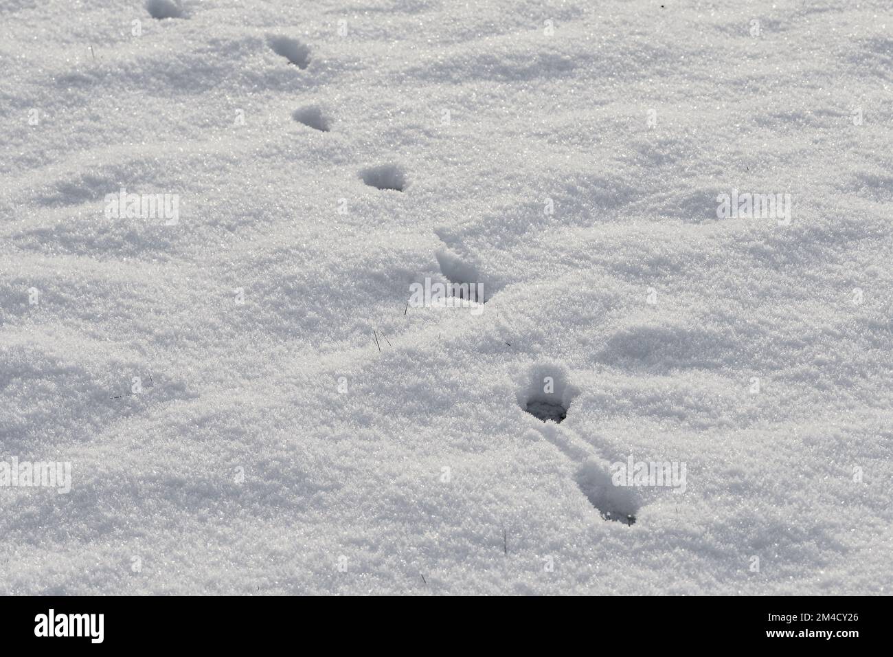 Footprints (animal tracks) in fresh snow Stock Photo - Alamy