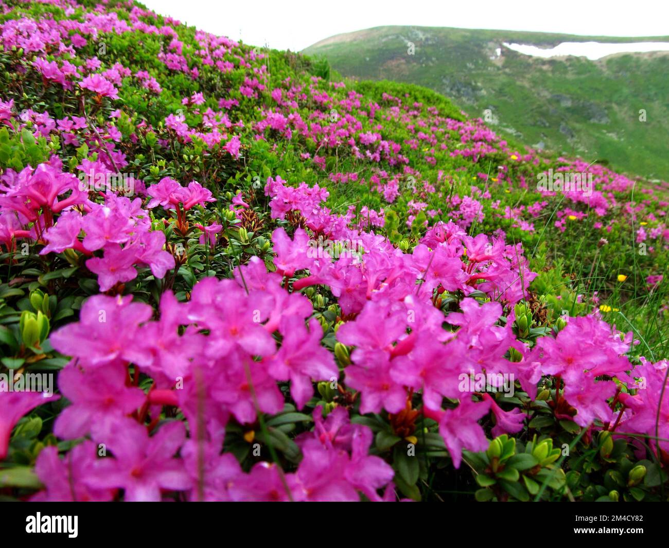 Encore autumn angel azalea hi-res stock photography and images - Alamy