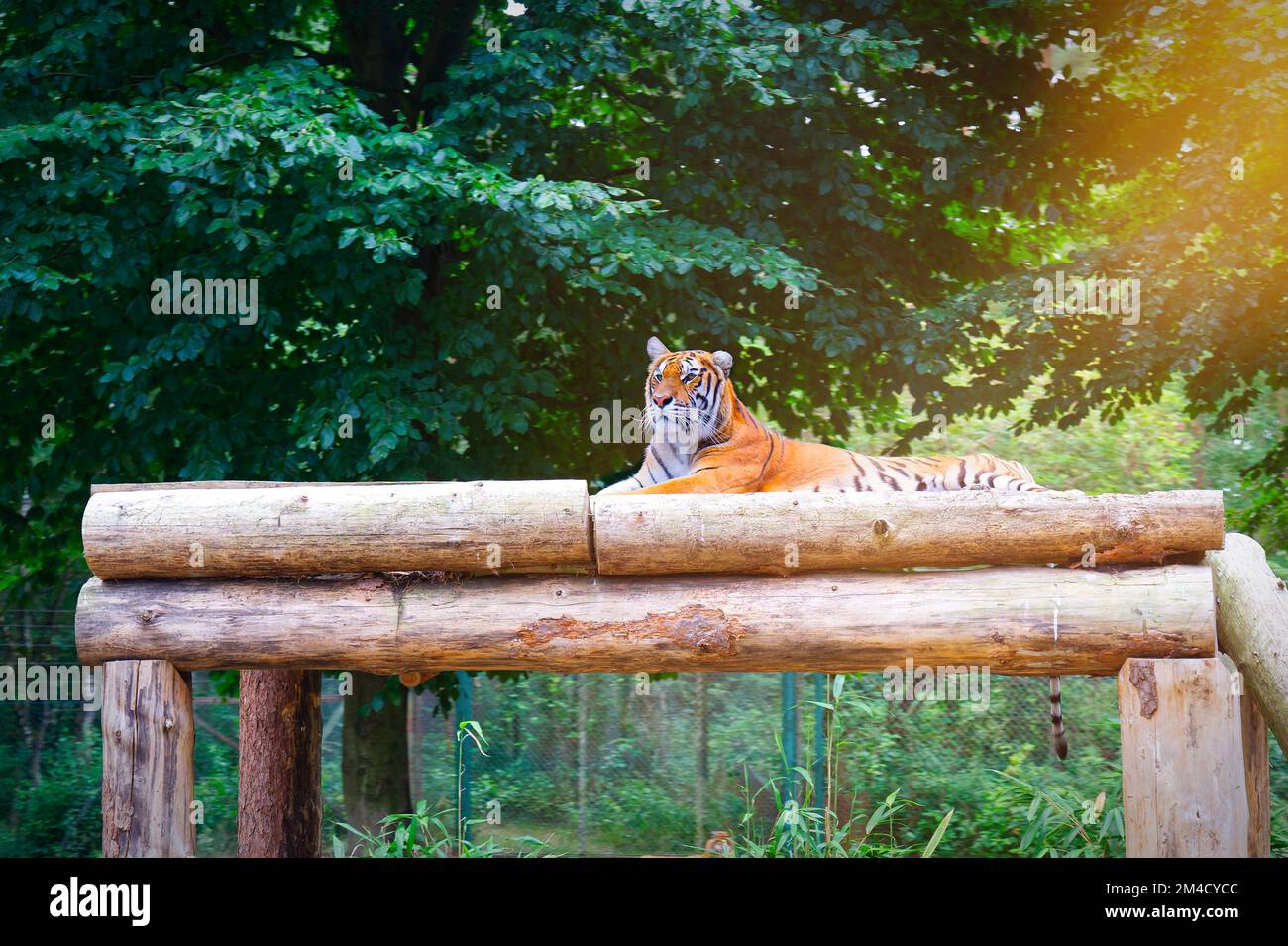 Tiger laying down hi-res stock photography and images - Alamy