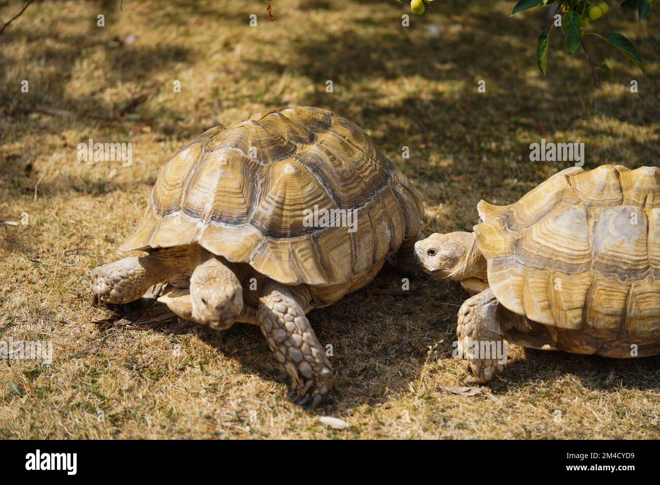Two Giant turtles, dipsochelys gigantea in Reading,UK Stock Photo - Alamy