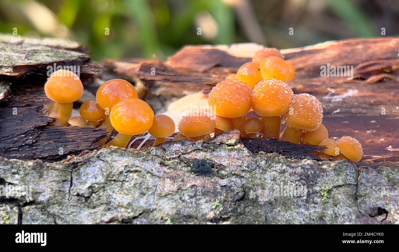 Autumn Enoki Mushrooms Stock Photo - Alamy