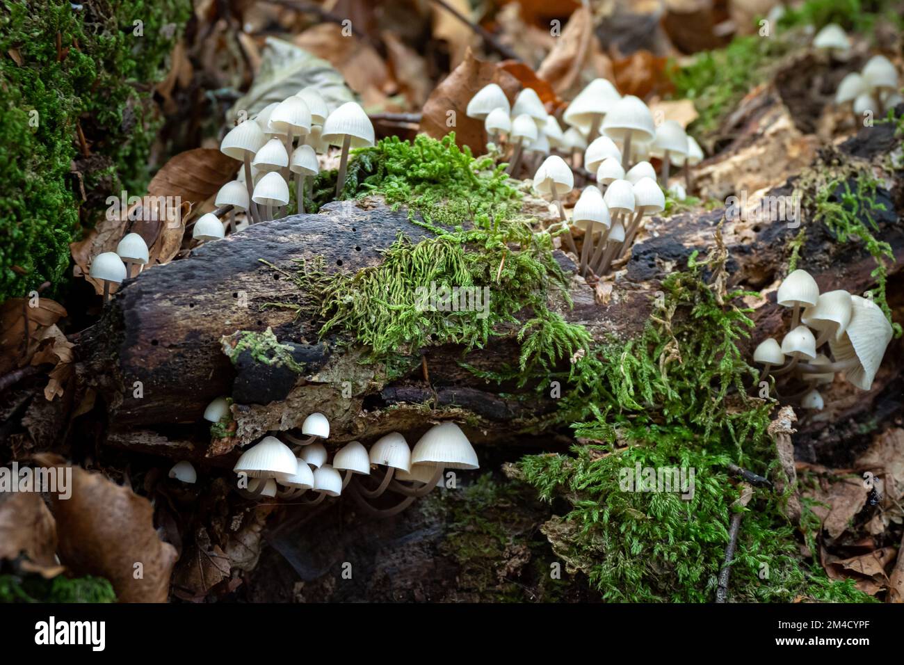 Cluster of wild edible mushrooms growing in the forest in the French ...