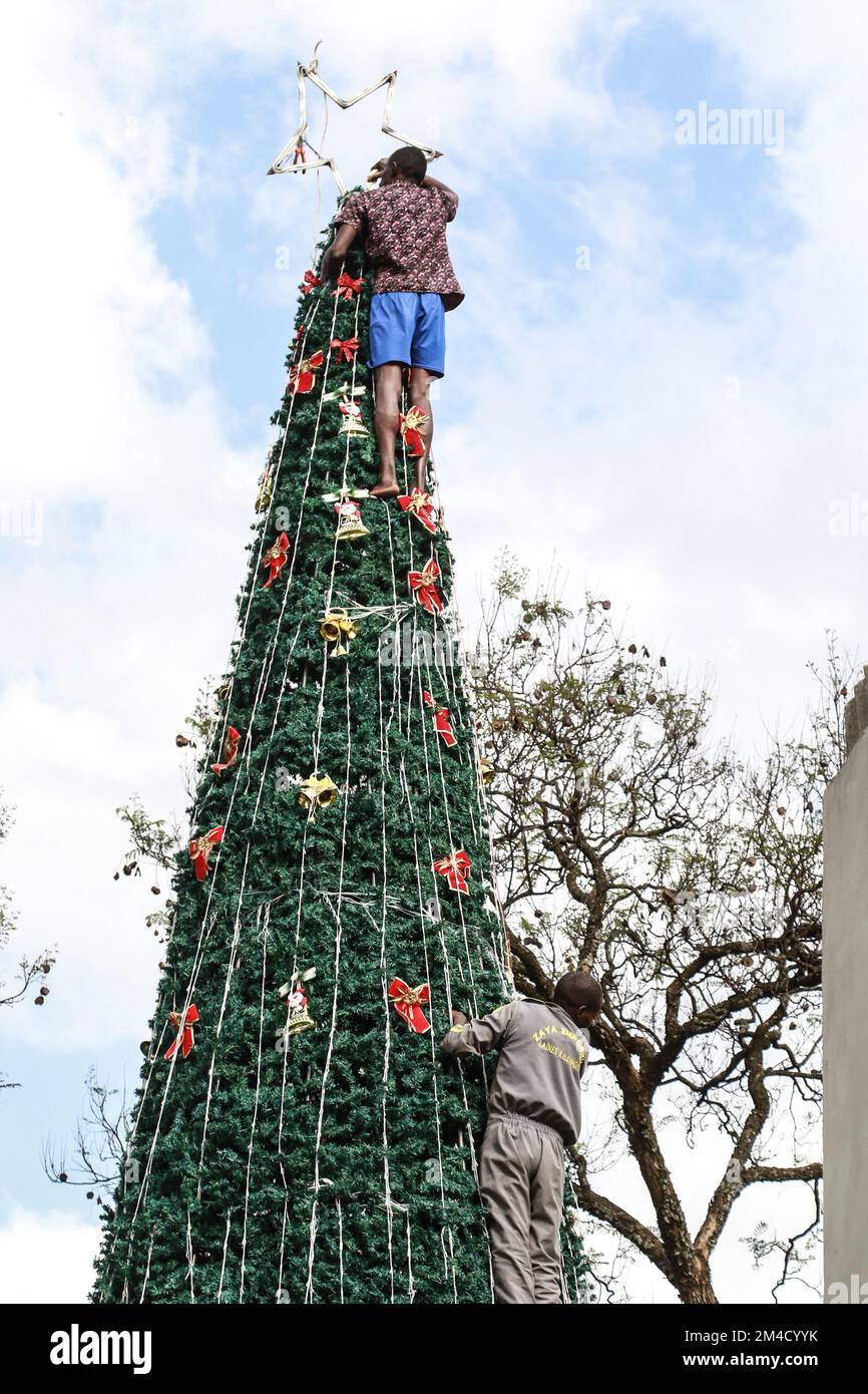 Tall lively tree hi-res stock photography and images - Alamy