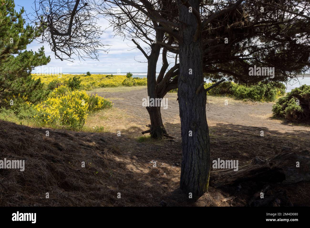 Caleta la Barra - point where the river Tolten flows into the pacific ...