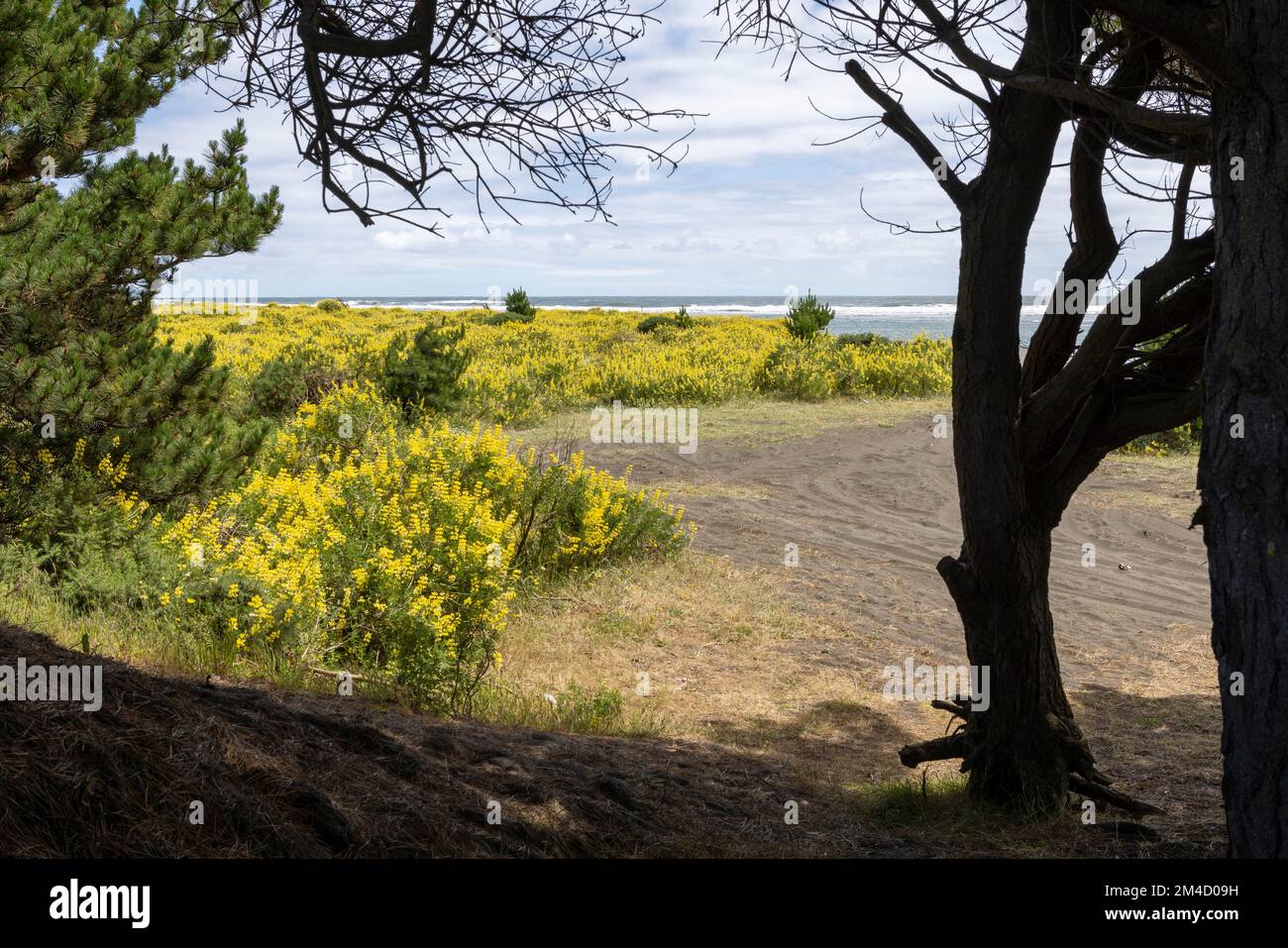 Caleta la Barra - point where the river Tolten flows into the pacific ...