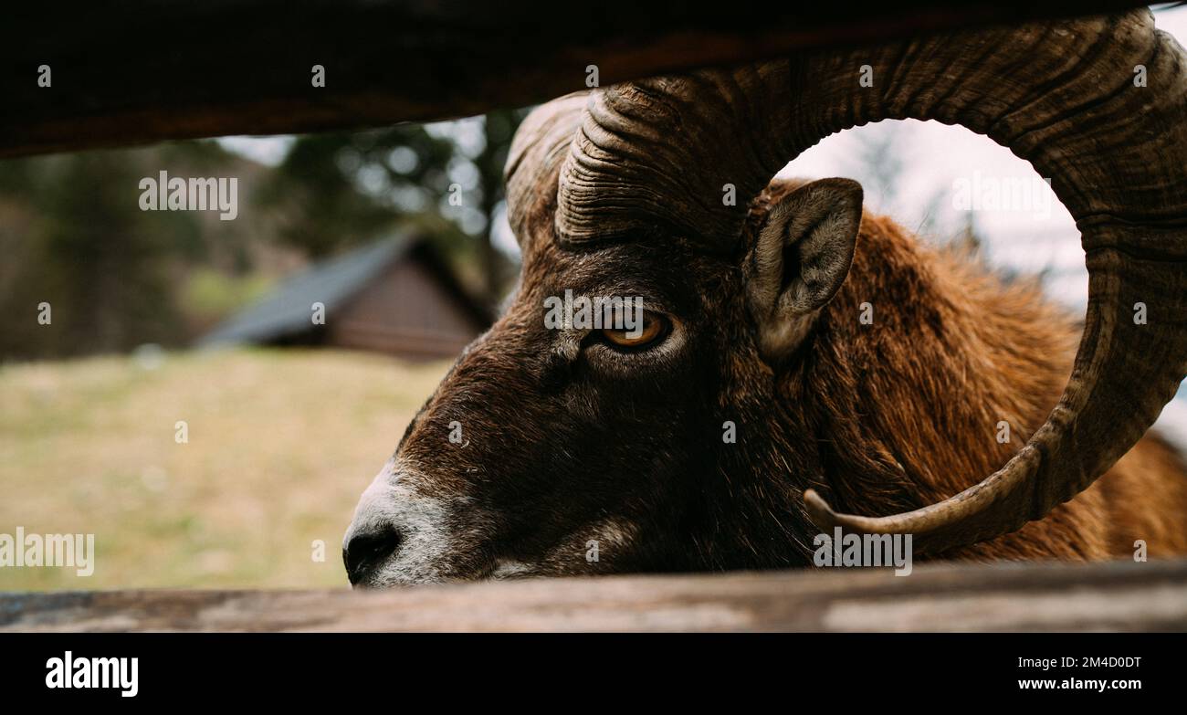 Close-up portrait of a big horned mountain Ram in the countryside farm ...