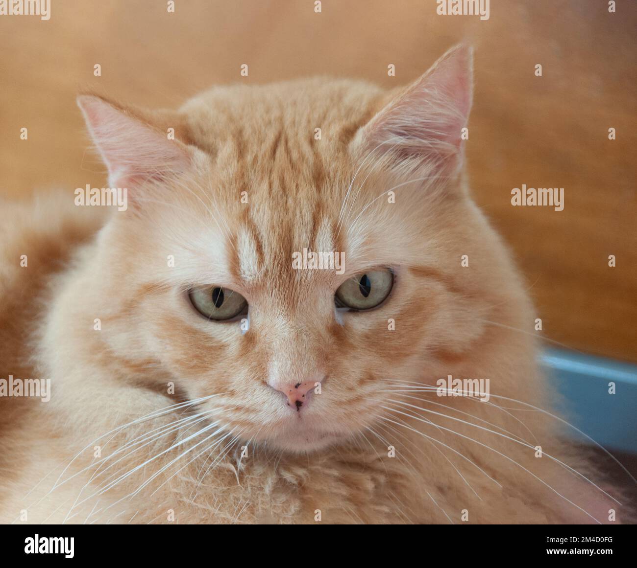 Cream cat with black marks on his nose lies on the bed and looks down ...