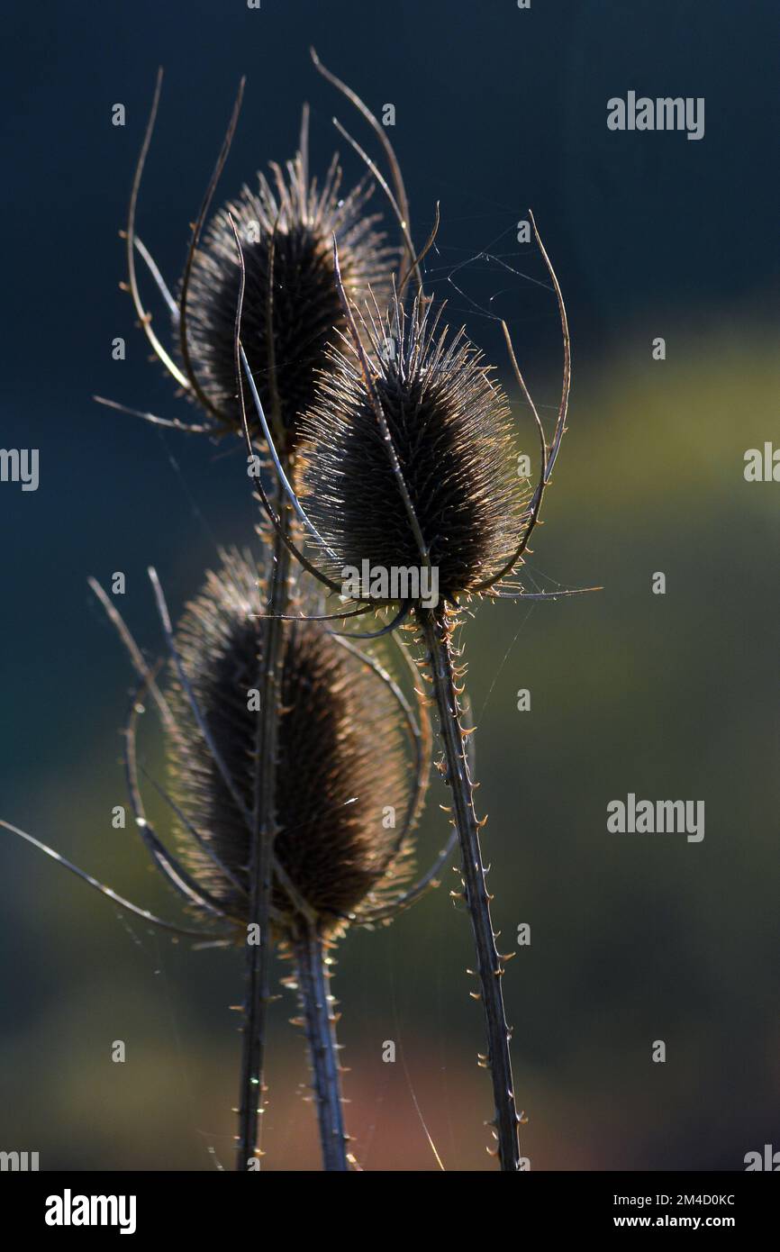 Detail of wild thistle or thistle of wool workers, used in the past to ...