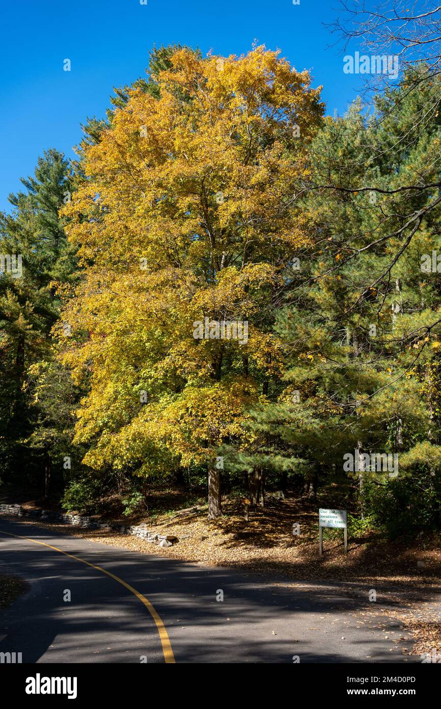 The vertical view of street-side trees on a sunny autumn day Stock ...