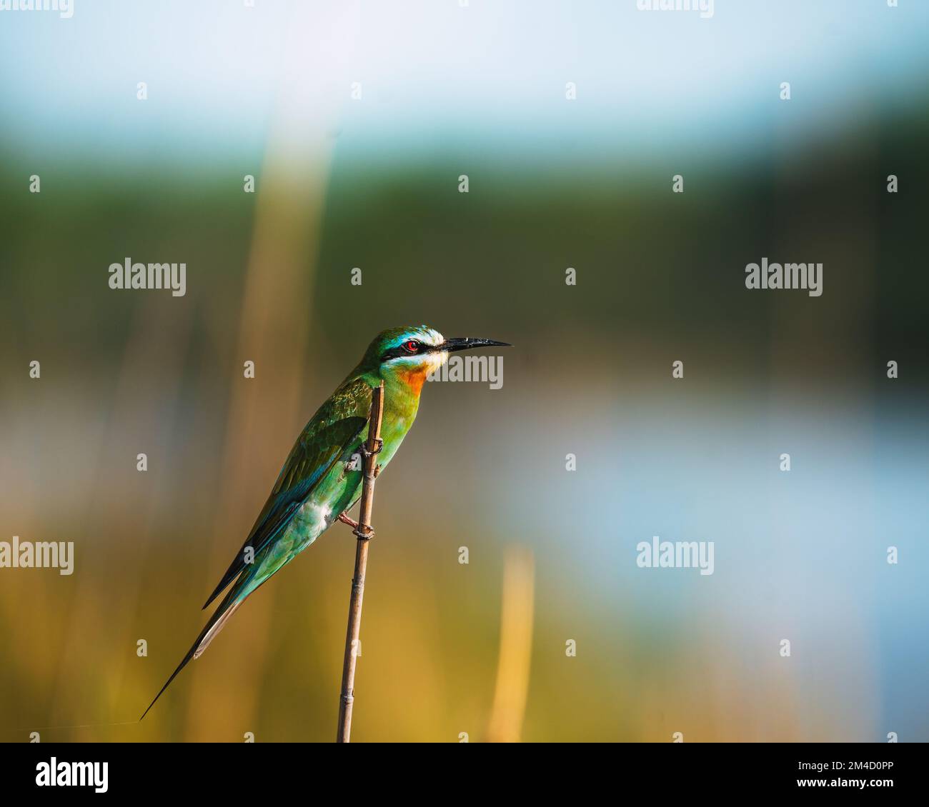 A macro of a typical bee-eater on a straw Stock Photo - Alamy