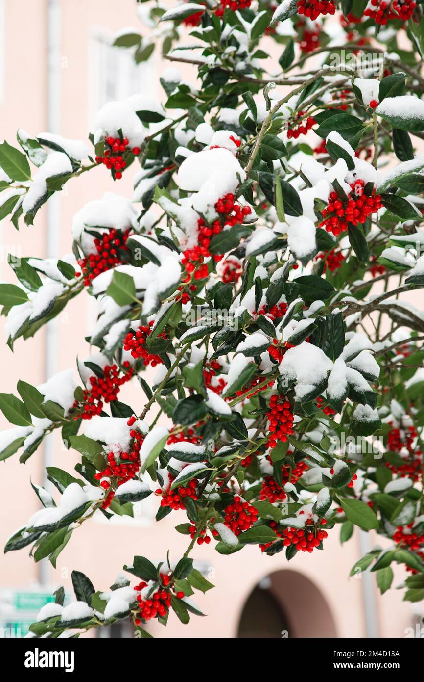 Christmas Holly red berries, Ilex aquifolium plant. Holly green foliage ...