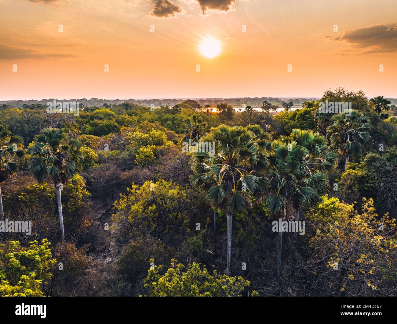 An aerial view of a forest full of palm trees during a sunset Stock ...
