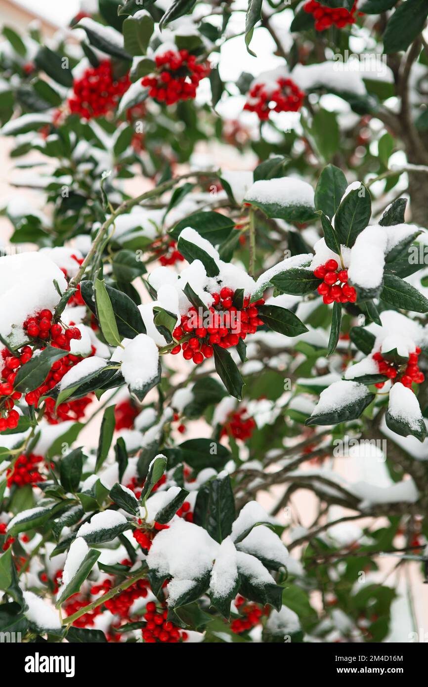 Christmas Holly red berries, Ilex aquifolium plant. Holly green foliage ...